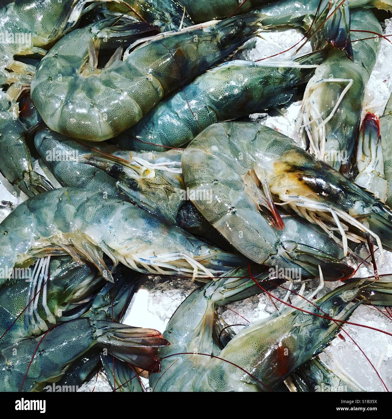 Tiger prawns hi-res stock photography and images - Alamy