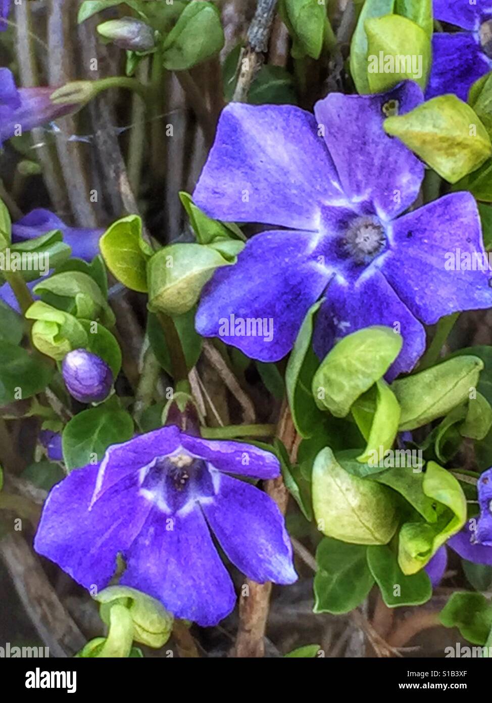 Periwinkle periwinkles hi-res stock photography and images - Alamy