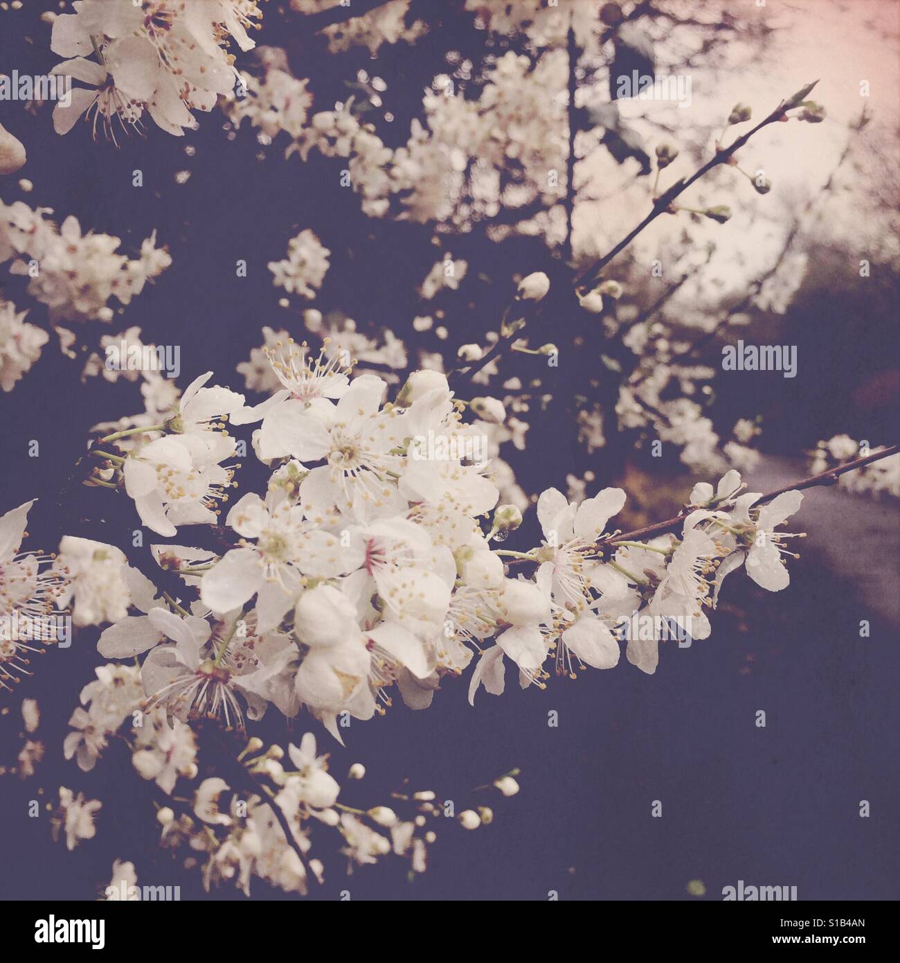 Wild plum tree in blossom Stock Photo - Alamy