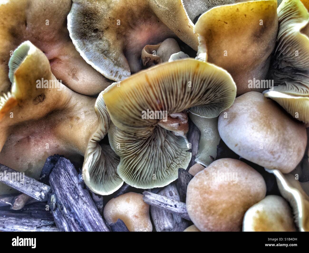 Yellow fungi hi-res stock photography and images - Alamy