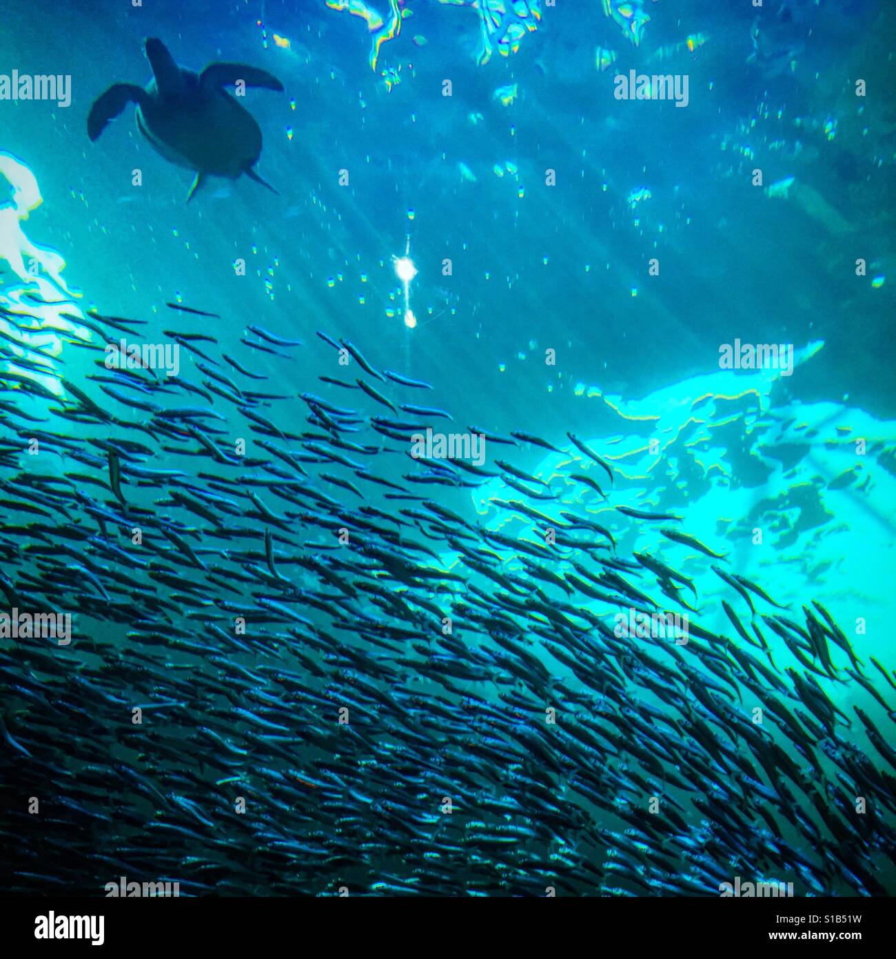 Fish turtle hi-res stock photography and images - Alamy