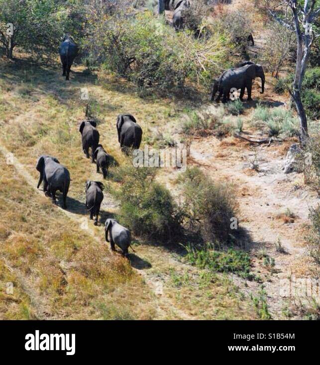 High as an elephants eye hi-res stock photography and images - Alamy