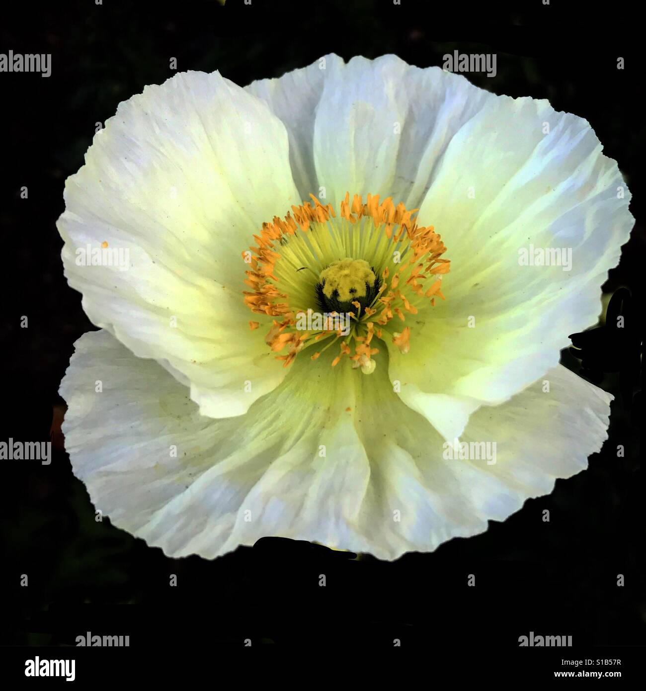 White poppy hi-res stock photography and images - Alamy