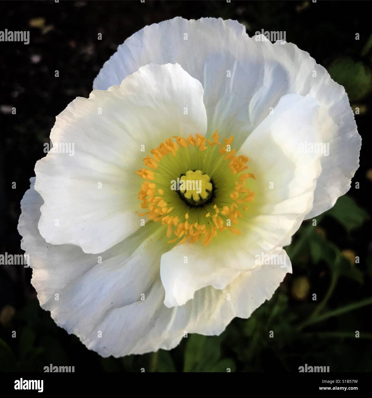 White poppy hi-res stock photography and images - Alamy