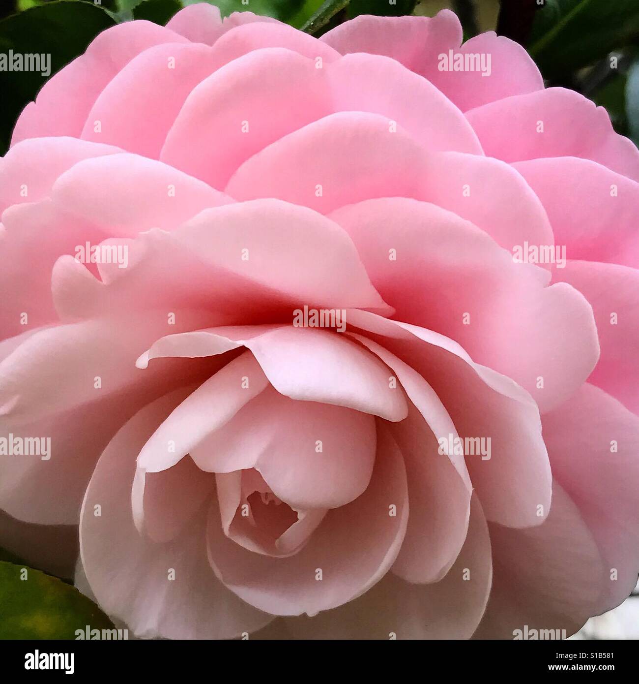 Camillia close up hi-res stock photography and images - Alamy