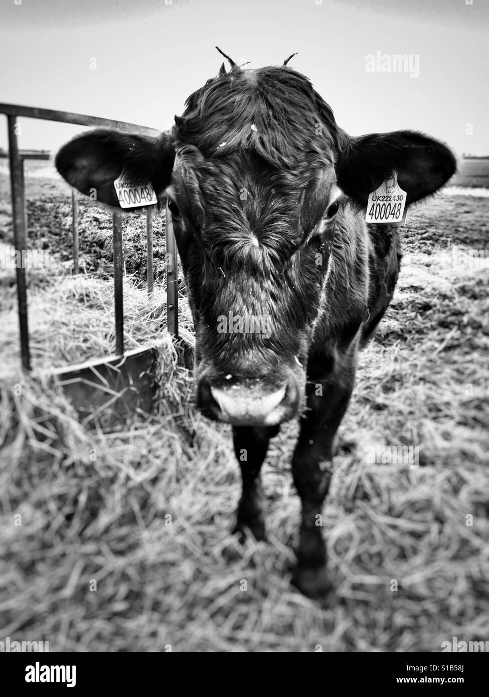 Cattle industry Black and White Stock Photos & Images - Alamy