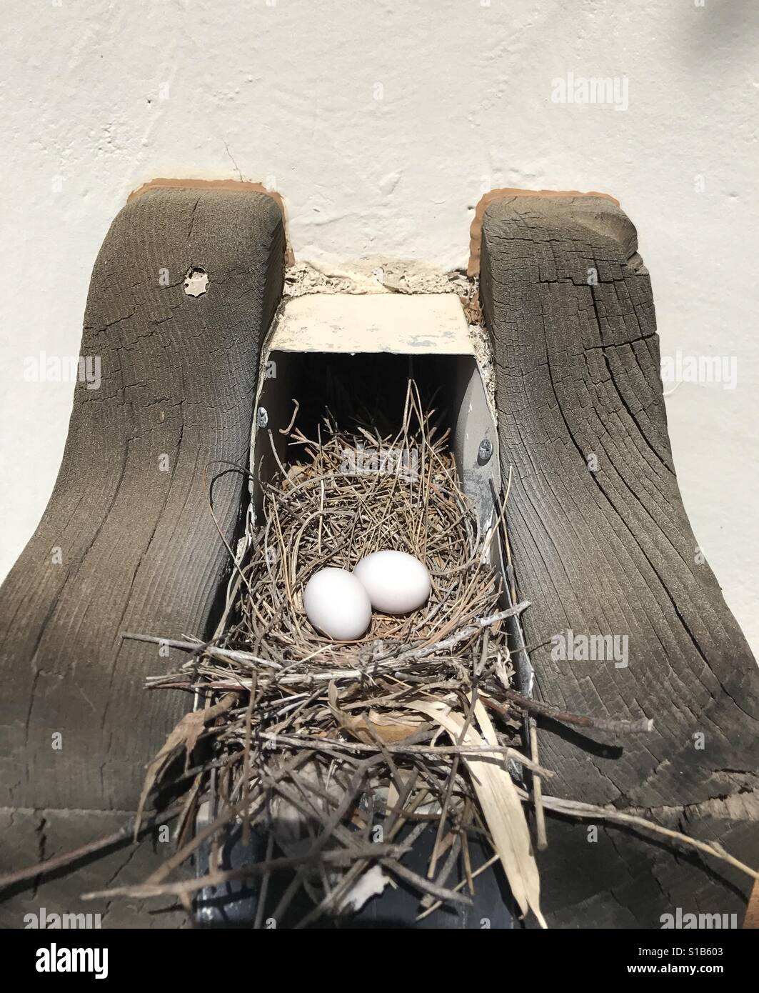 Nest with eggs Stock Photo - Alamy