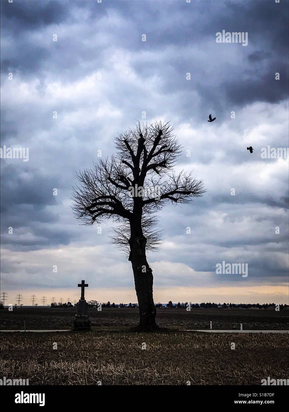 Crows silhouette hi-res stock photography and images - Alamy