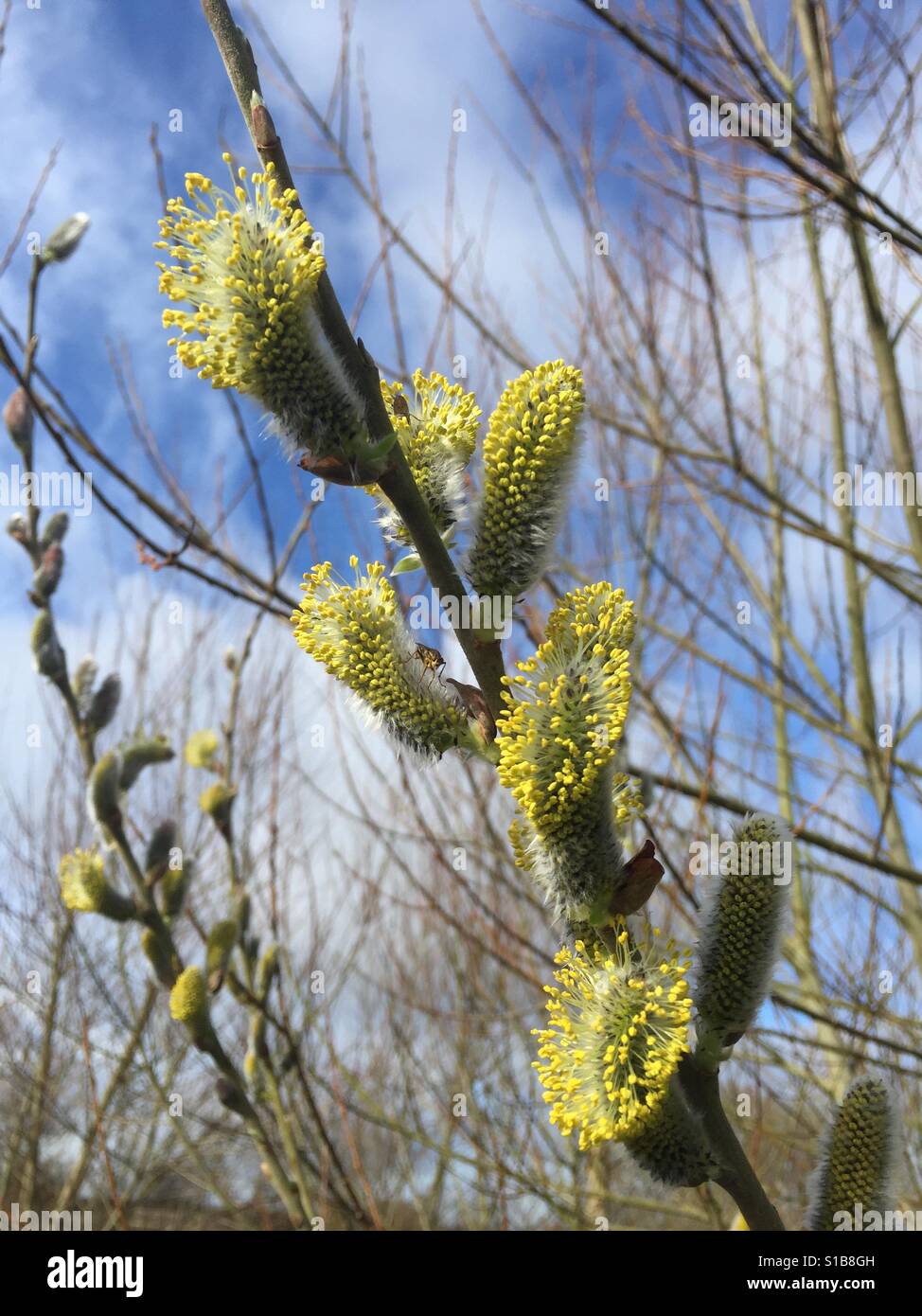 February tree hi-res stock photography and images - Alamy