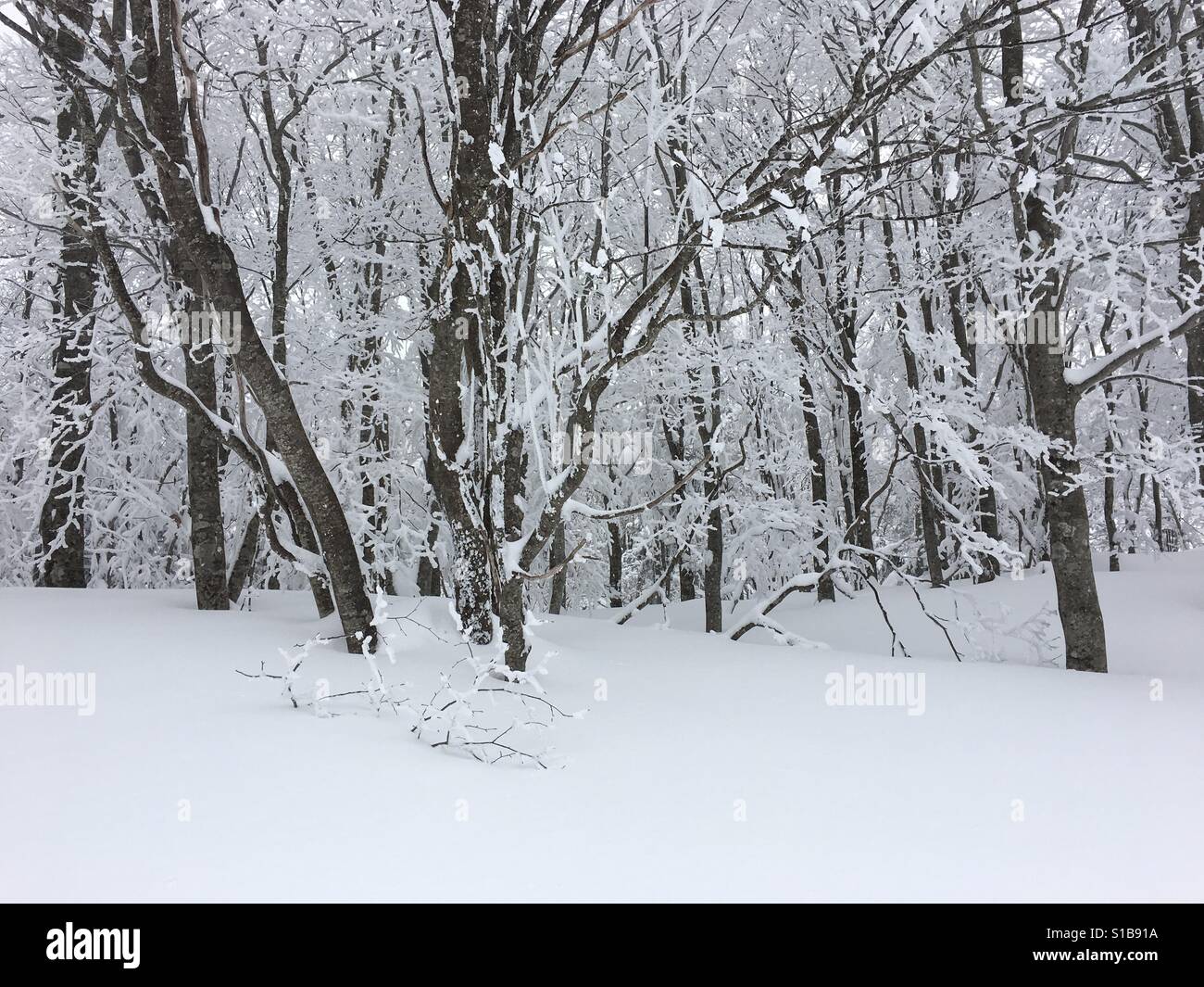 Winter on Mount Zao, Yamagata Stock Photo - Alamy
