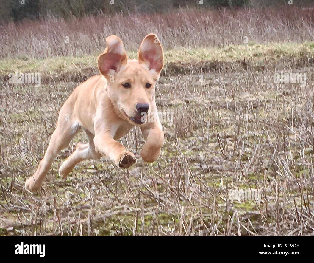 Doggies High Resolution Stock Photography and Images - Alamy