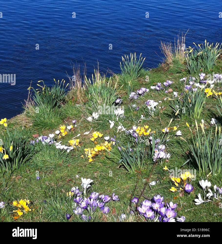 Growing on riverbank hi-res stock photography and images - Alamy