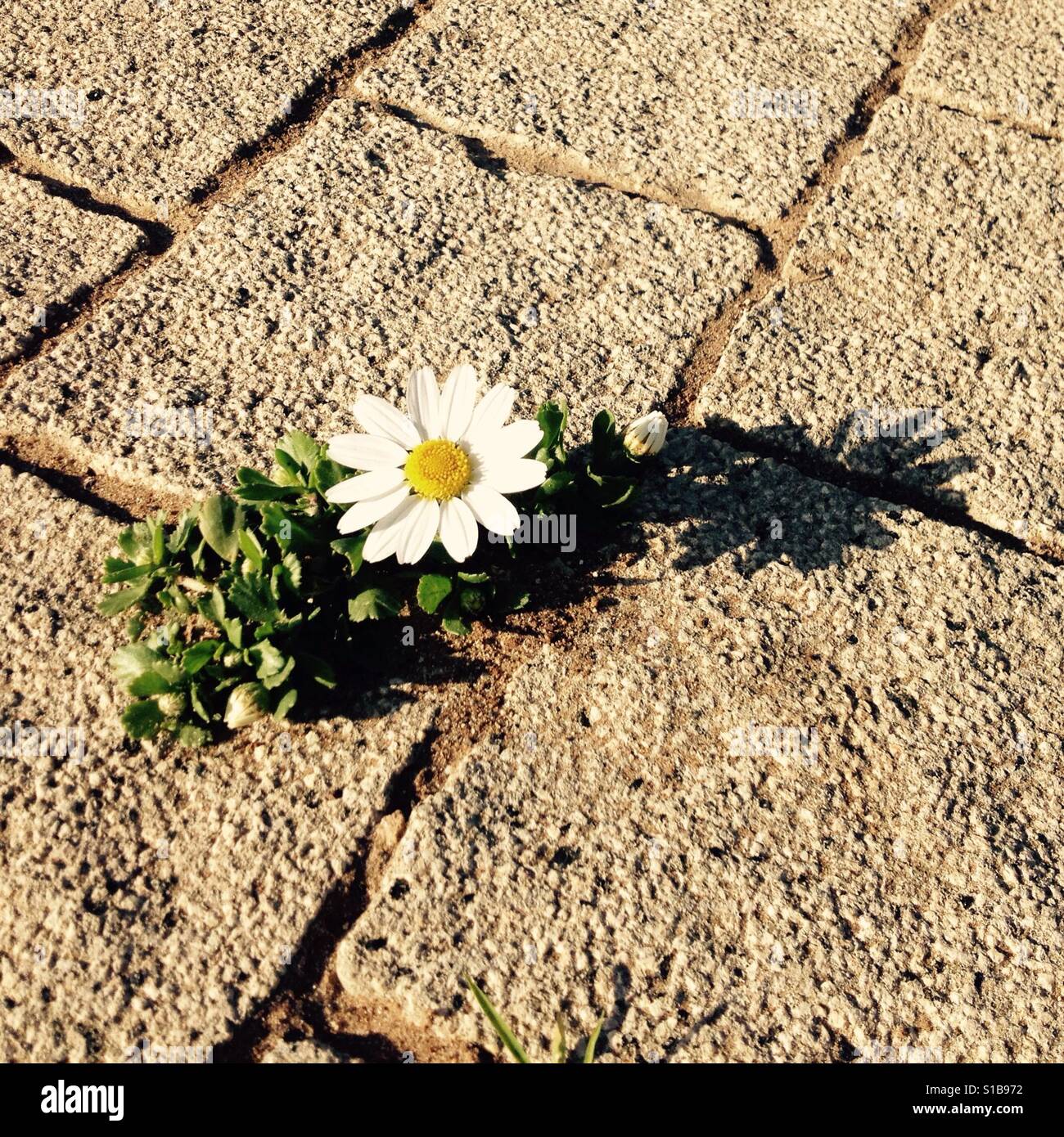 Pavement flower hi-res stock photography and images - Alamy