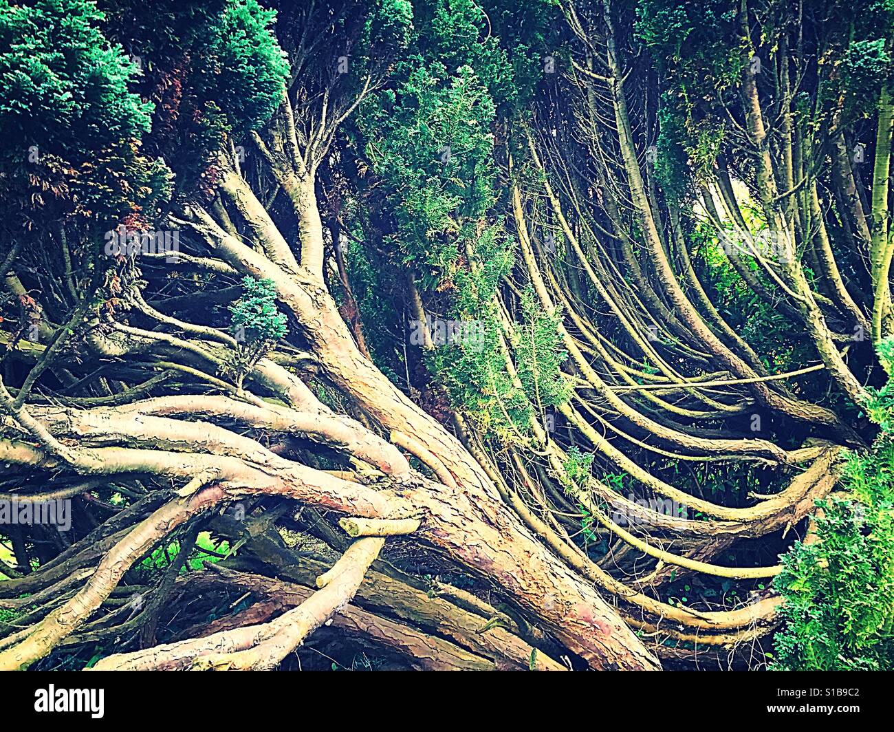 Bare yew tree branches in the spring Stock Photo - Alamy