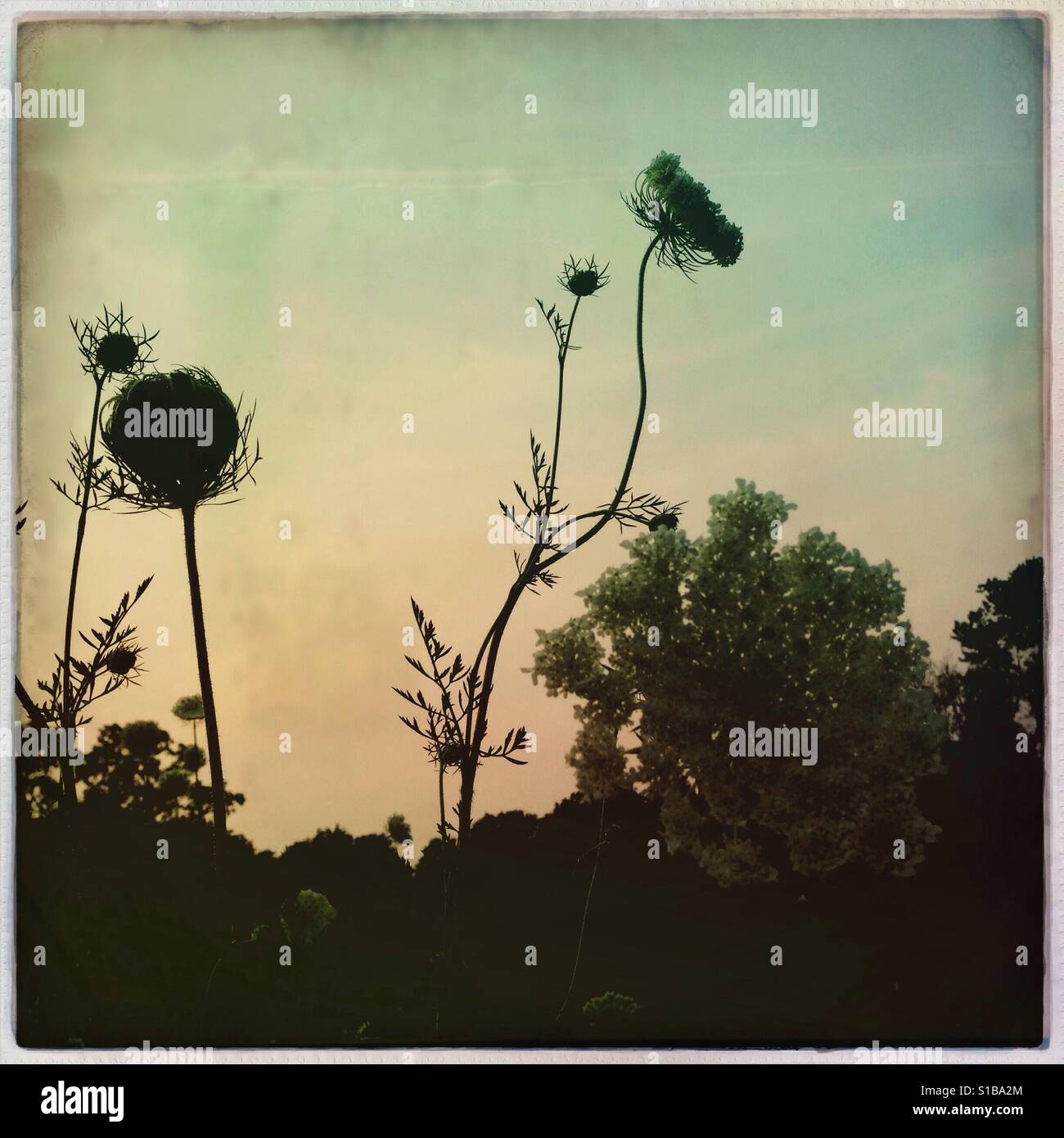 High contrast silhouette of flowers in a field in the evening in the ...