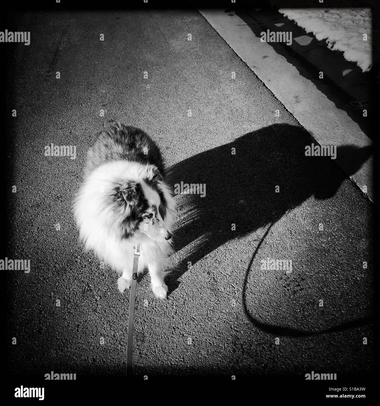 Blue merle sheltie hi-res stock photography and images - Alamy