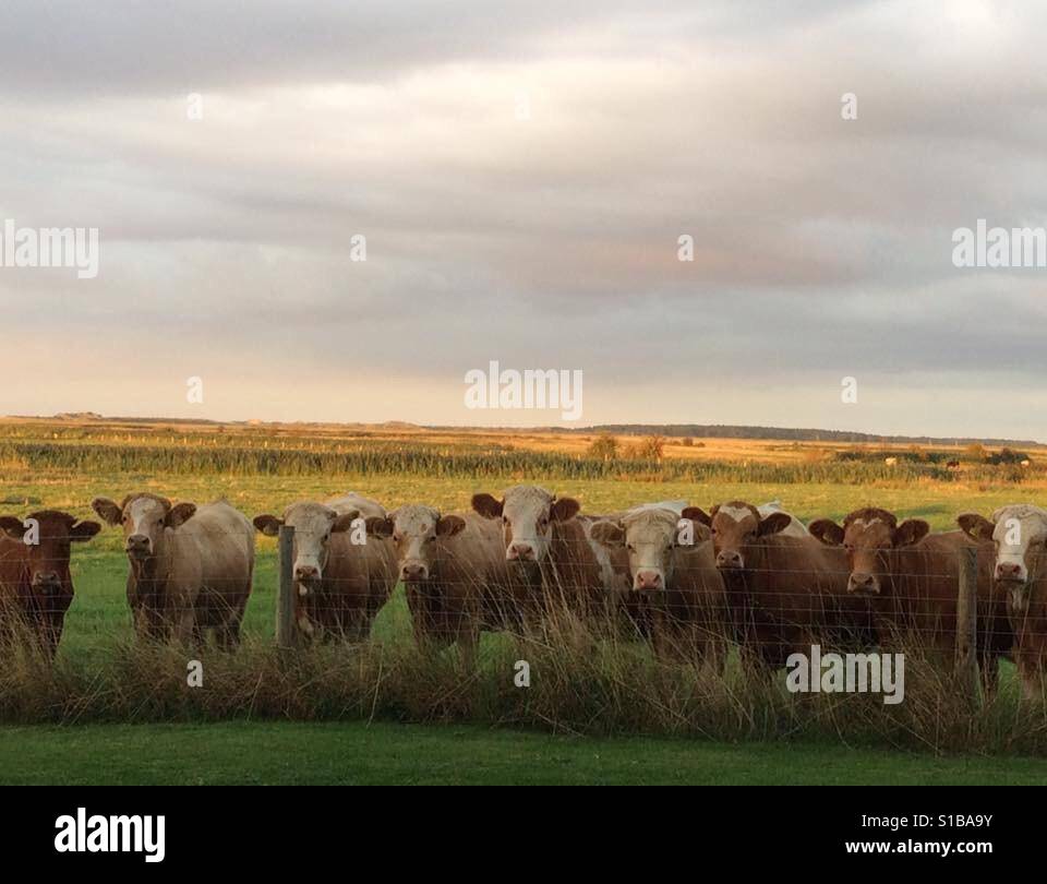 Norfolk cows hi-res stock photography and images - Alamy