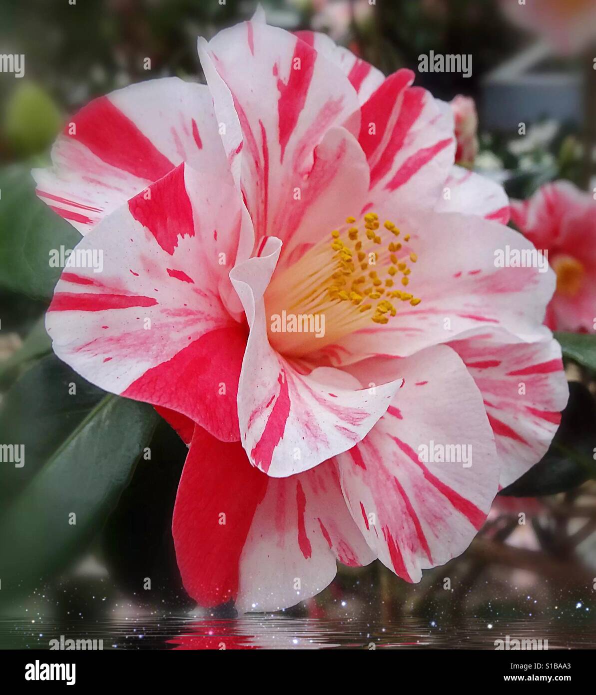 Camelie hi-res stock photography and images - Alamy