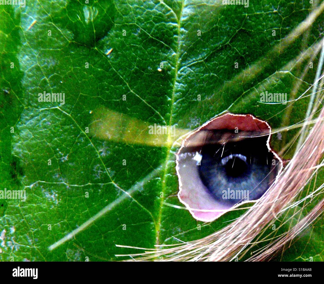 Leaf peeper hi-res stock photography and images - Alamy