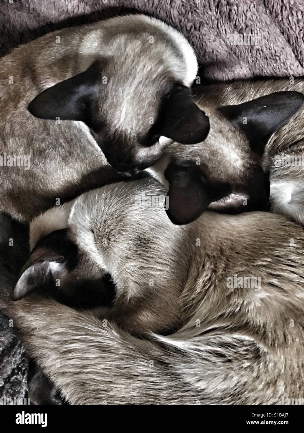 Three siamese hi-res stock photography and images - Alamy