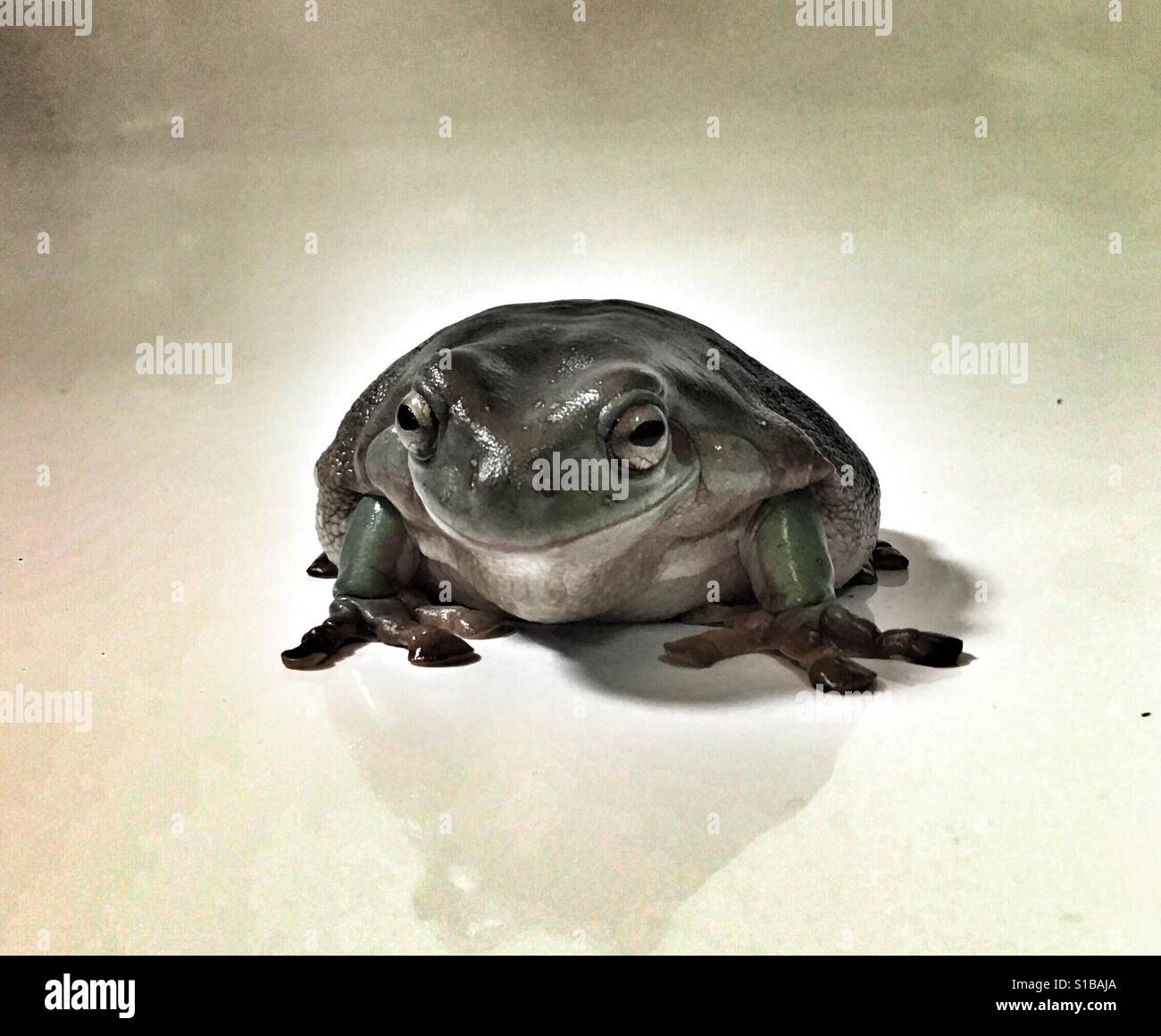 Whites tree frog hi-res stock photography and images - Alamy
