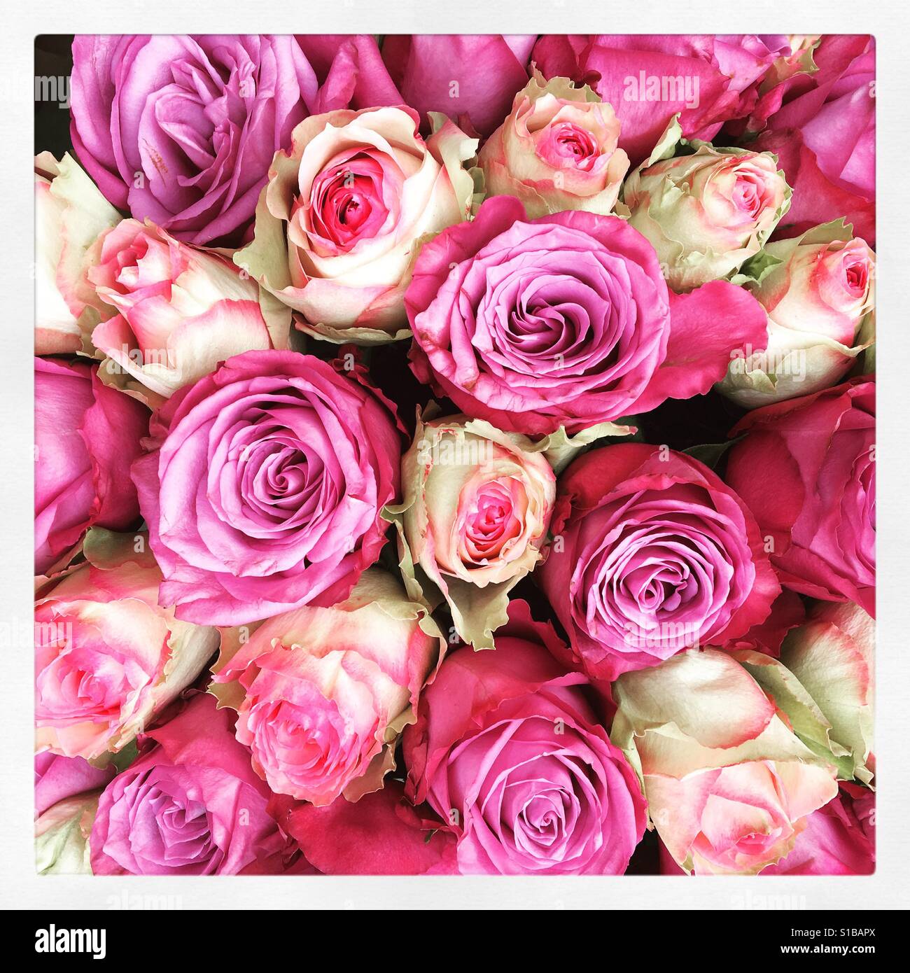 Variegated Roses High Resolution Stock Photography and Images - Alamy