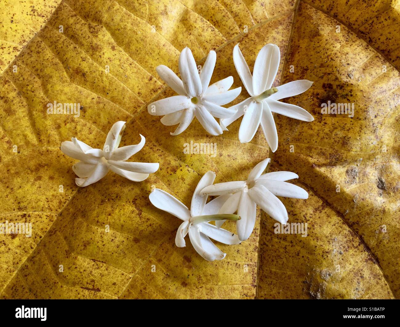 Big yellow leaf High Resolution Stock Photography and Images - Alamy