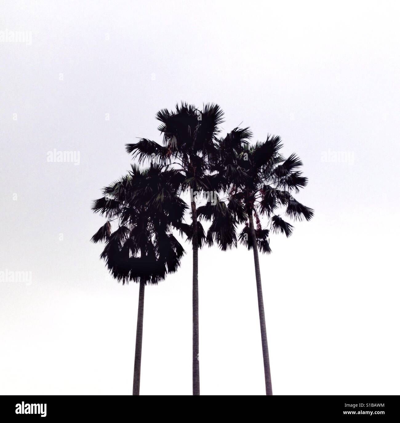 Three palm trees hi-res stock photography and images - Alamy