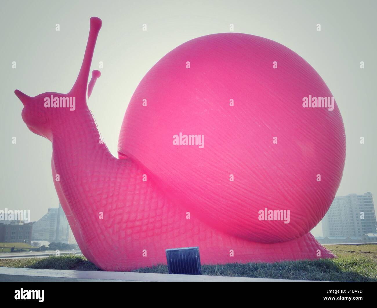 Big pink snail Stock Photo - Alamy