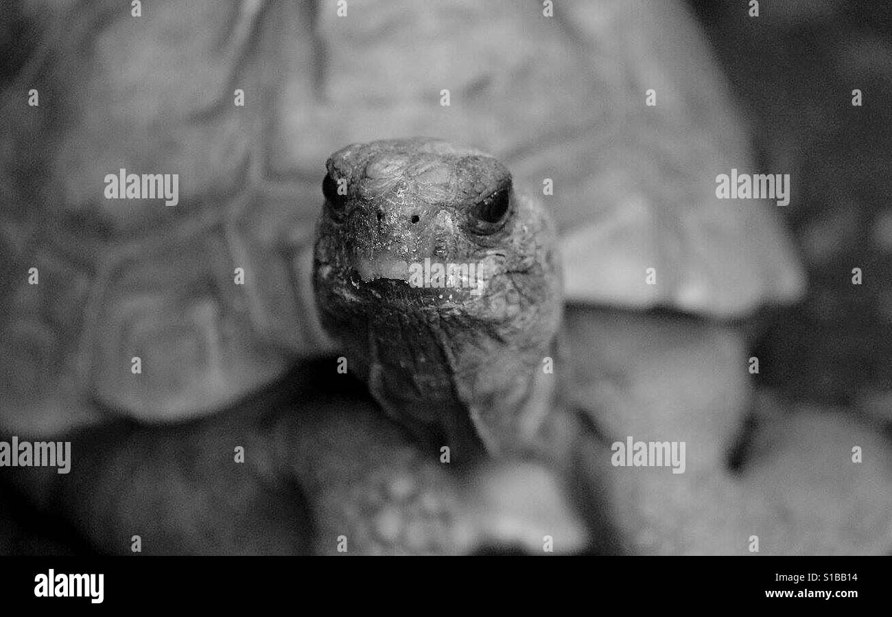 Grumpy Tortoise Portrait Stock Photo - Alamy