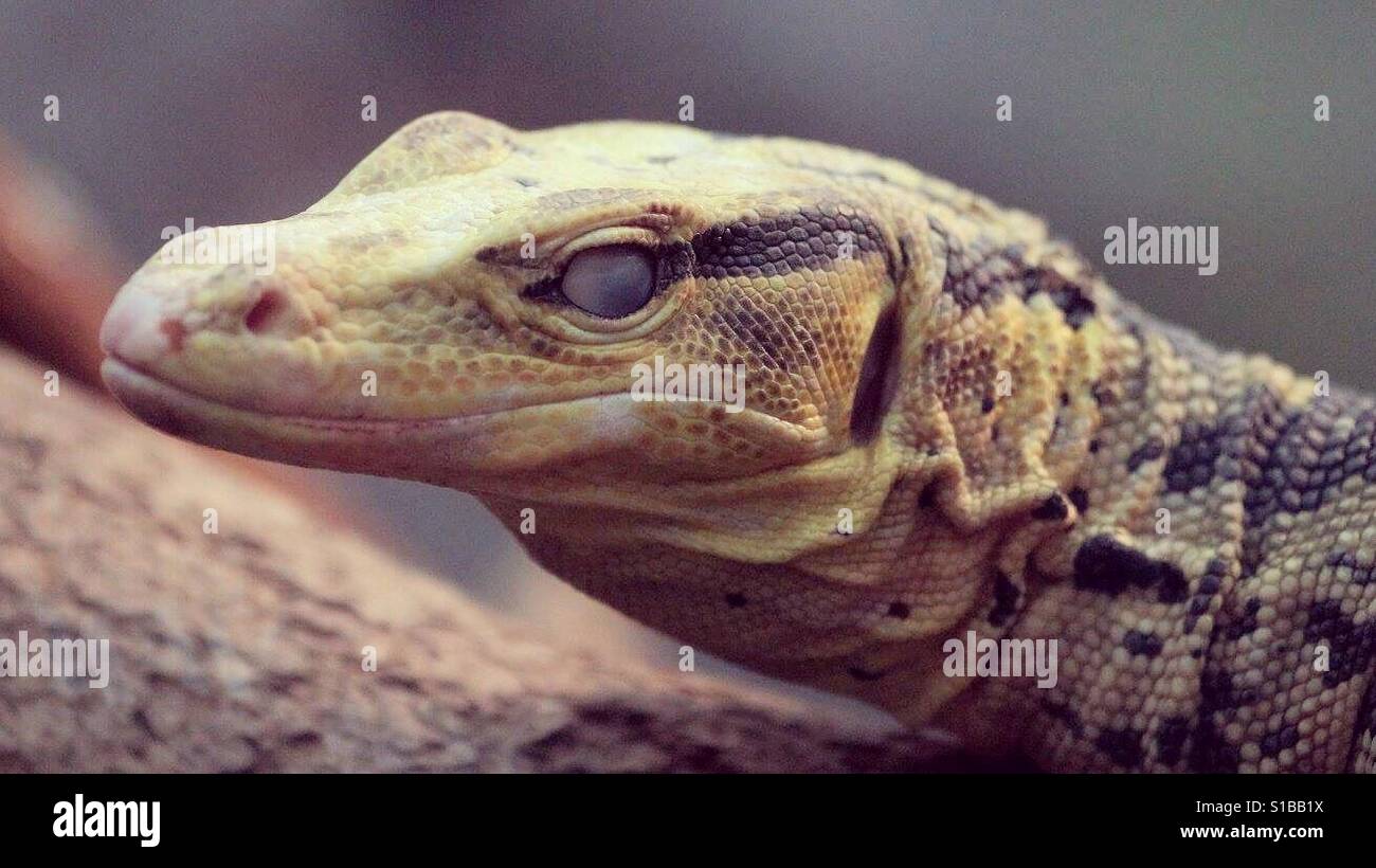 Philippine lizard hi-res stock photography and images - Alamy