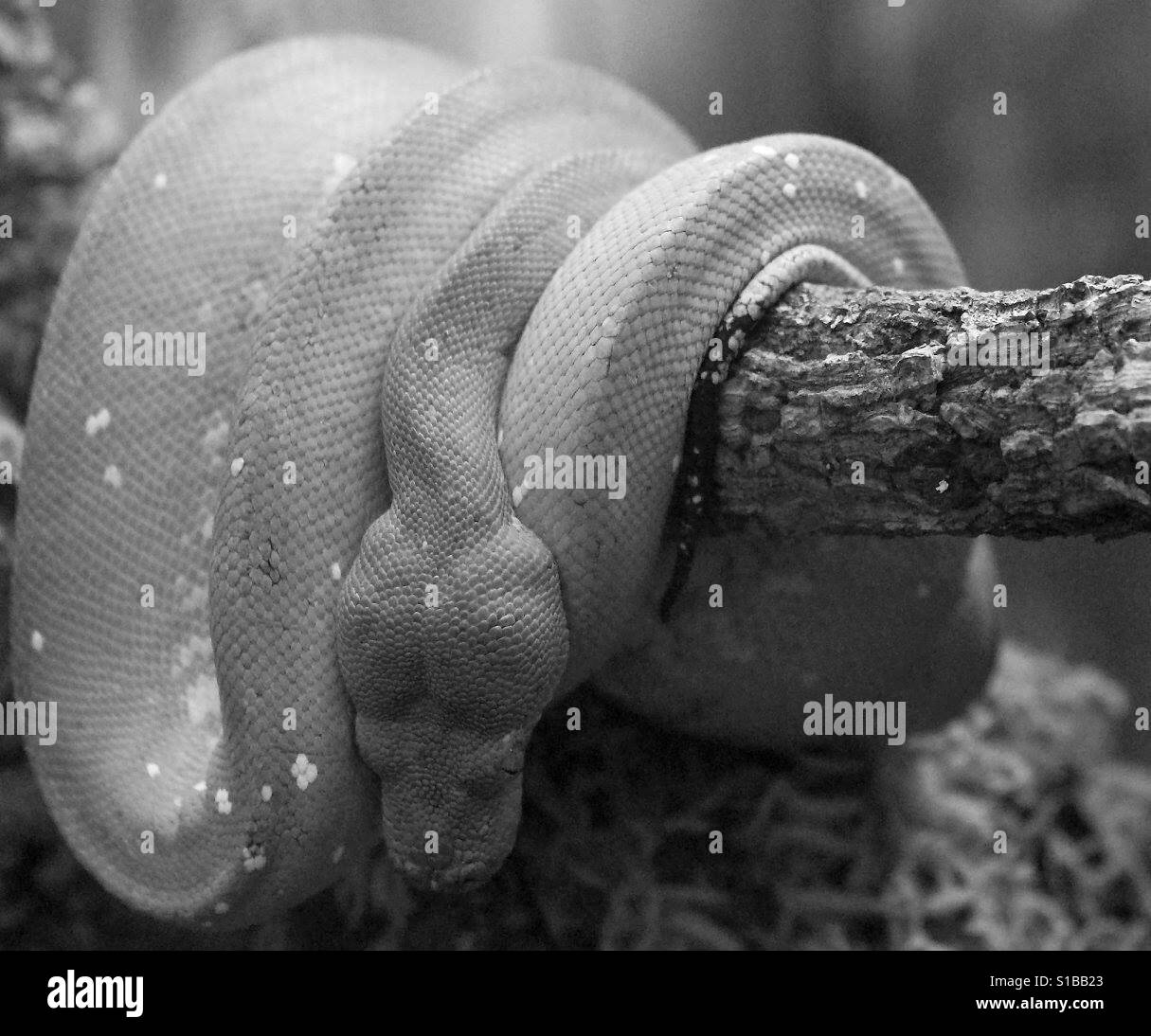 Sleep snake hi-res stock photography and images - Alamy