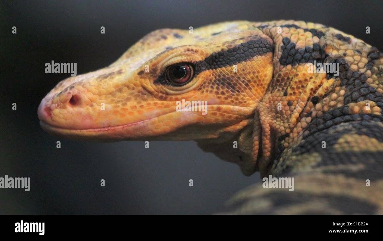 Colourful Philippine Water Monitor Portrait Stock Photo - Alamy
