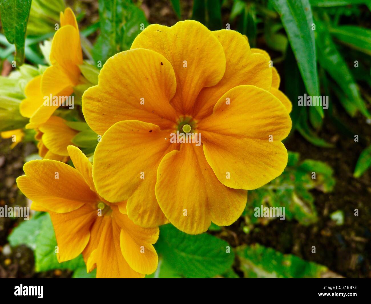 Yellow primulas hi-res stock photography and images - Alamy