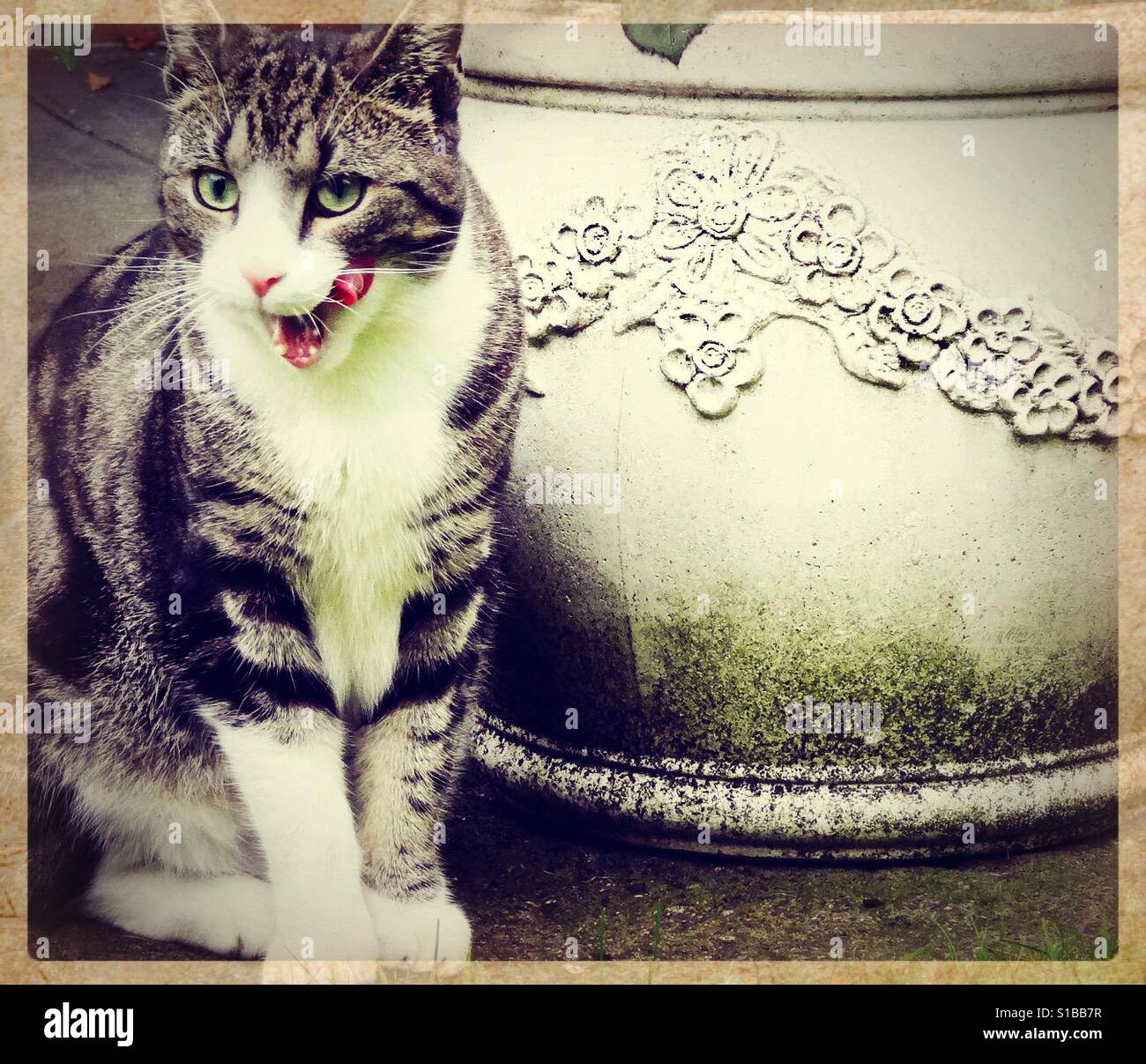 Picture of a cat...! Stock Photo - Alamy