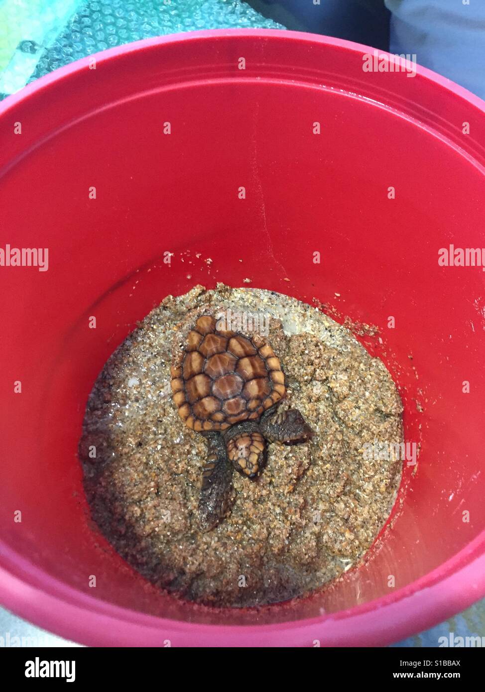 Turtle rescue hi-res stock photography and images - Alamy