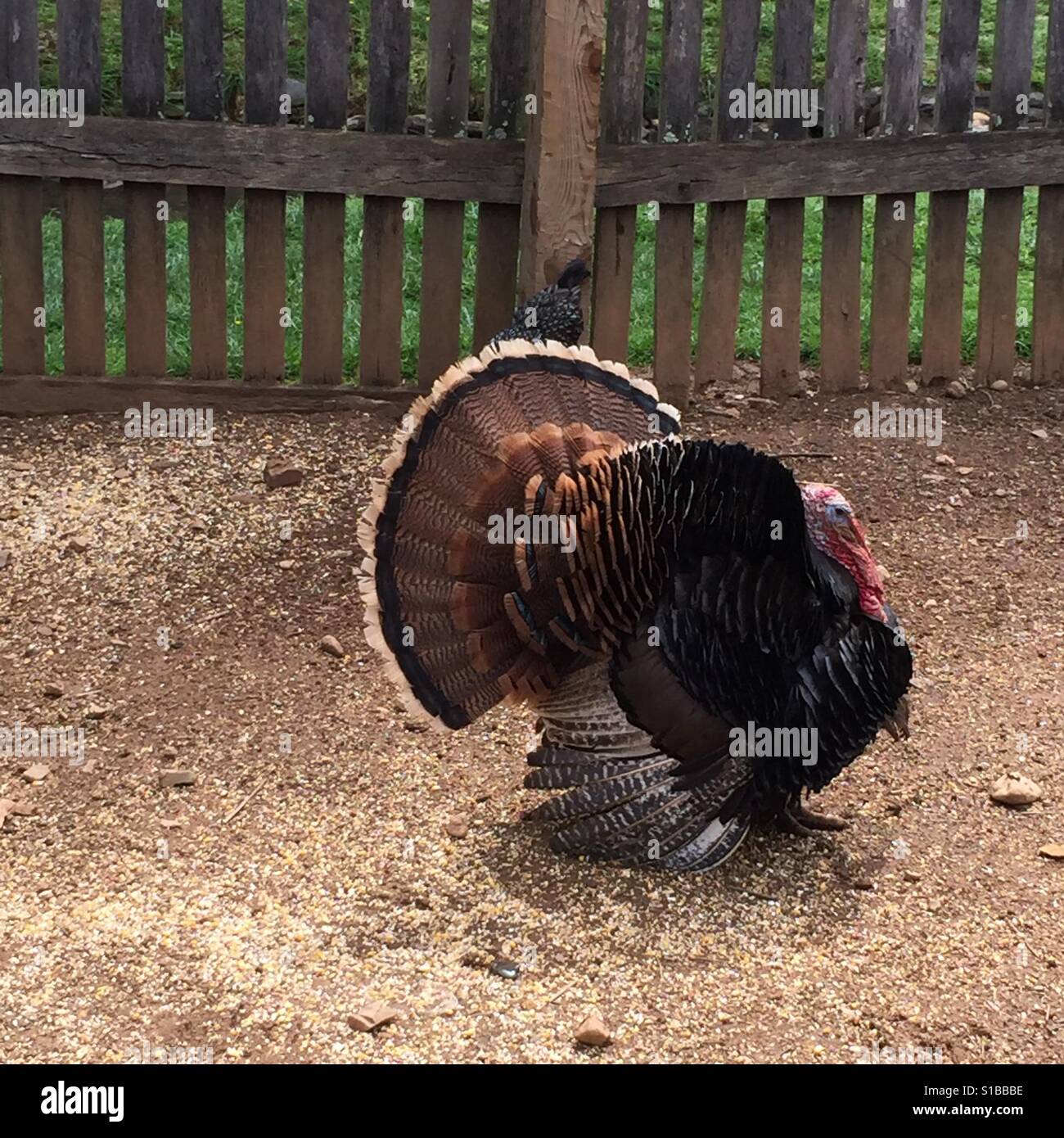 Male turkey hi-res stock photography and images - Alamy