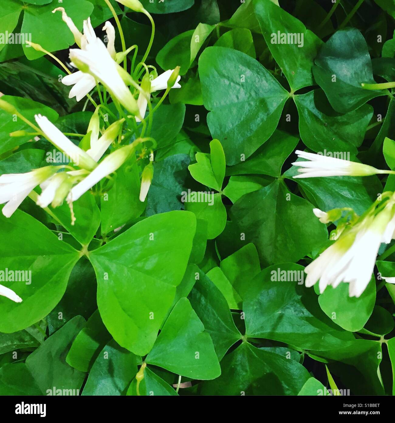 Shamrocks hi-res stock photography and images - Alamy