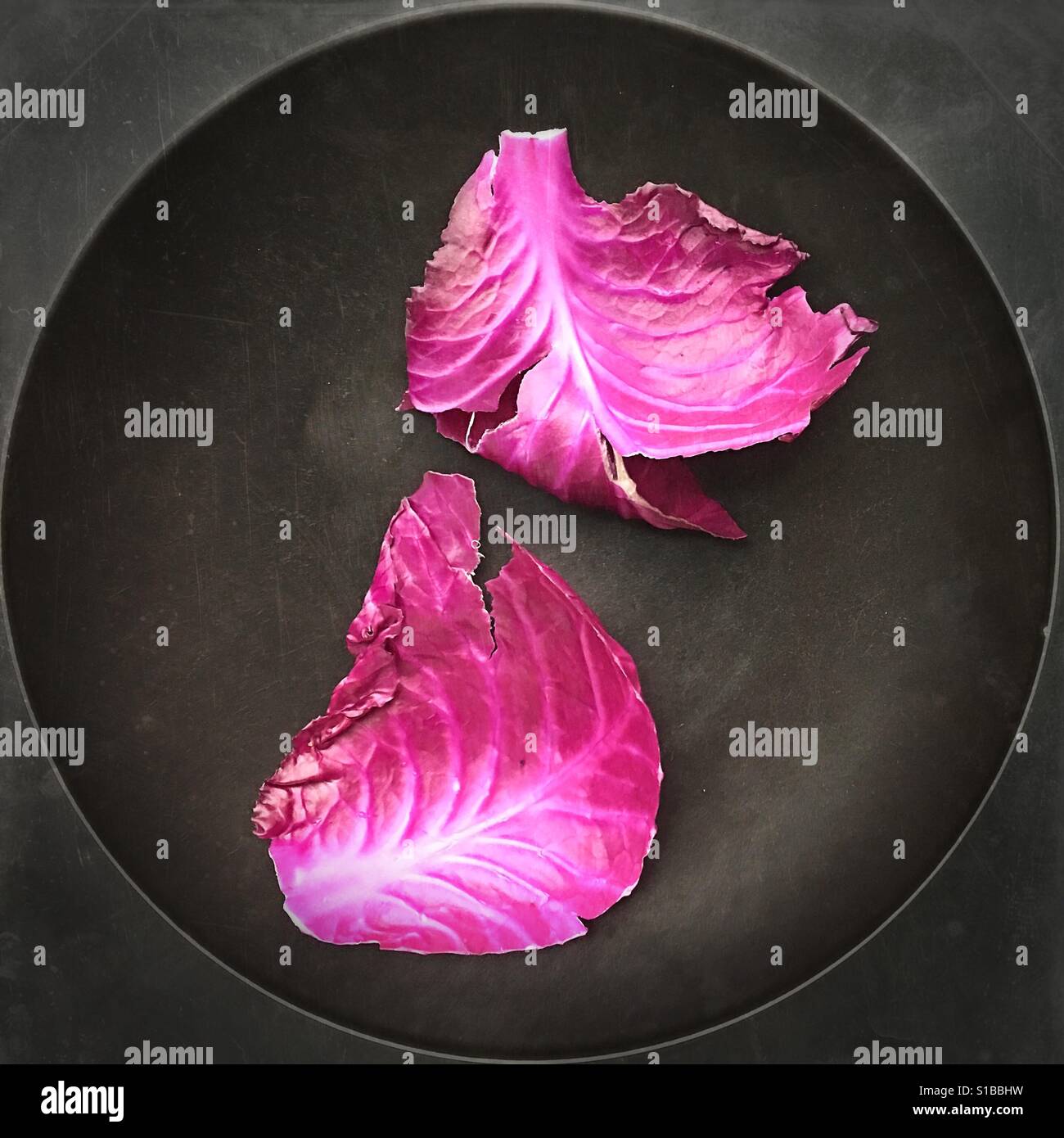 Cabbage plate hi-res stock photography and images - Alamy