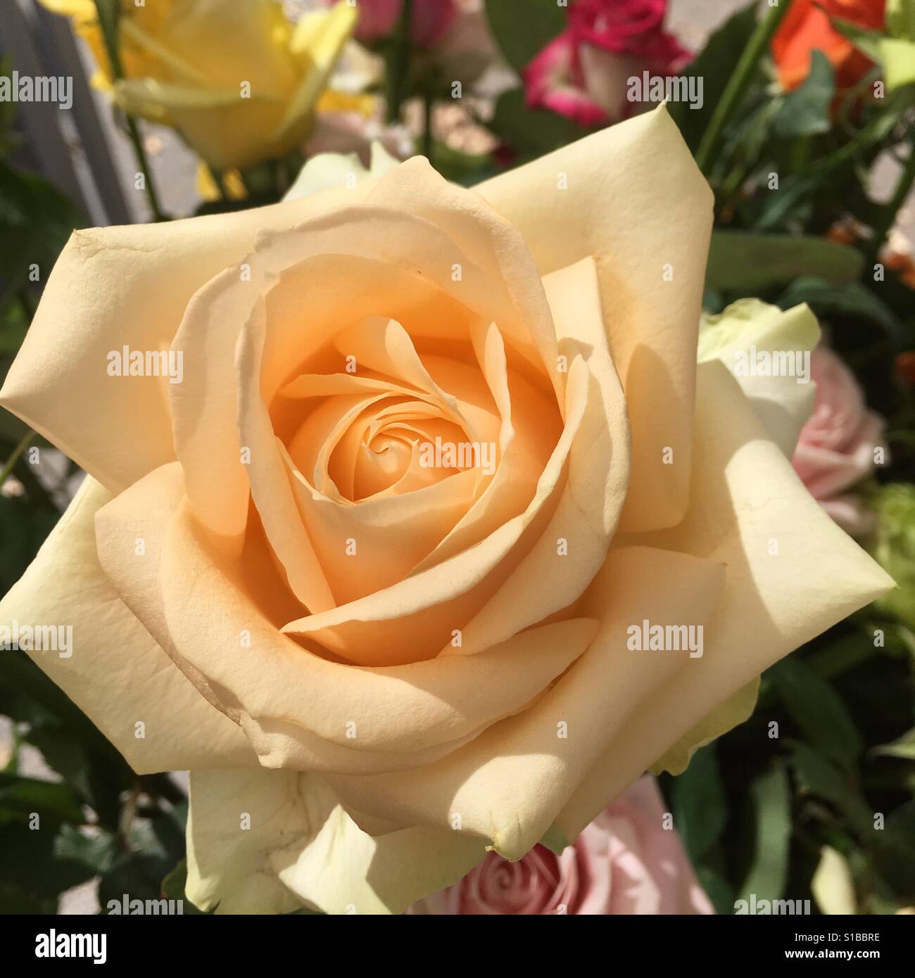 Santa Barbara Farmers Market roses Stock Photo - Alamy