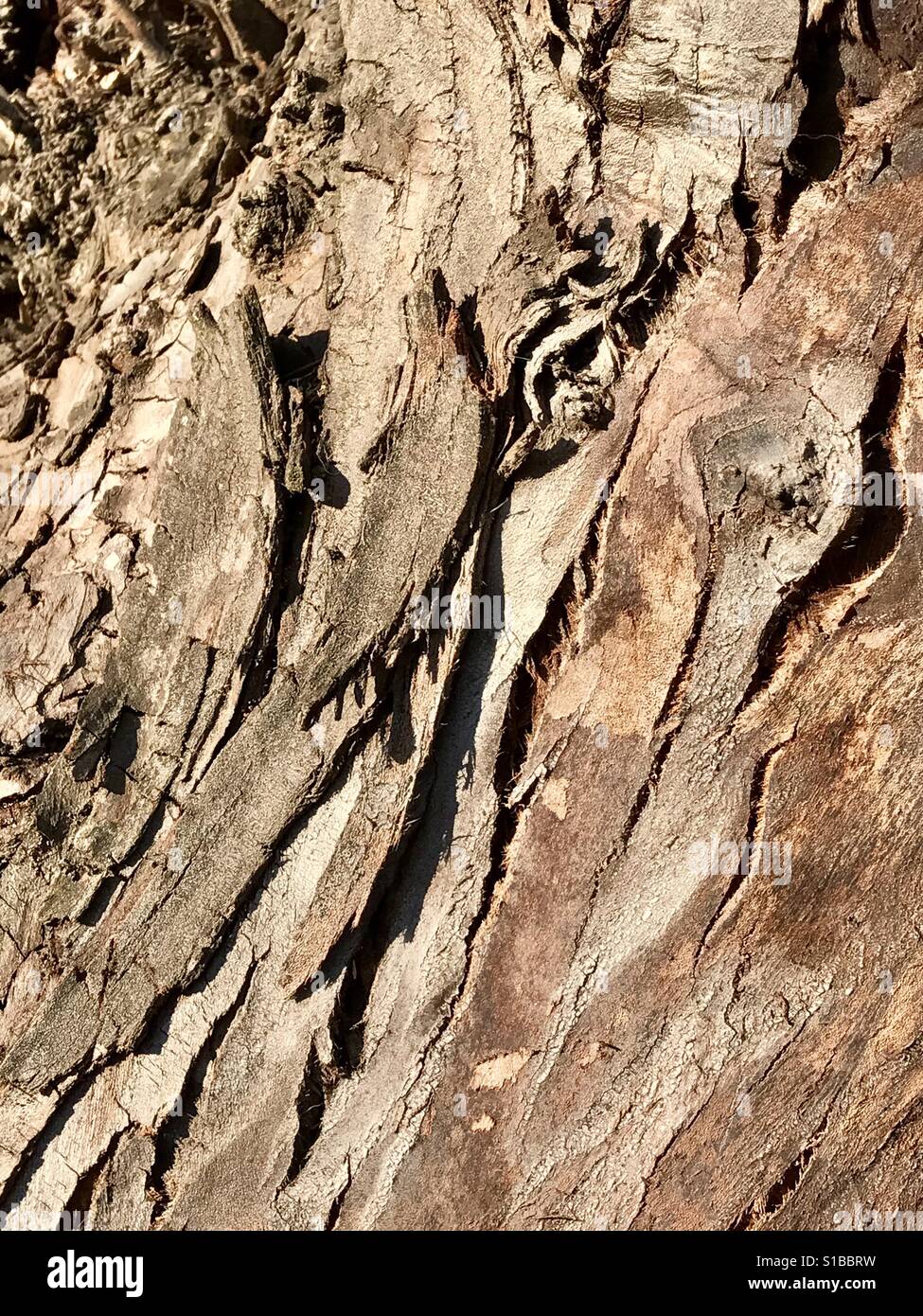 Flat bark hi-res stock photography and images - Alamy