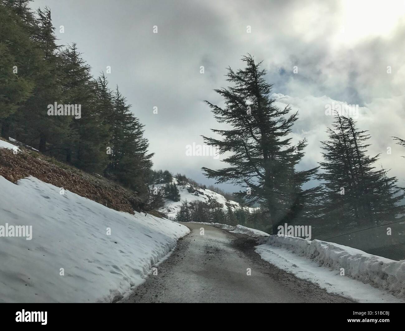 Barouk cedars reserve forest - Lebanon in winter Stock Photo - Alamy