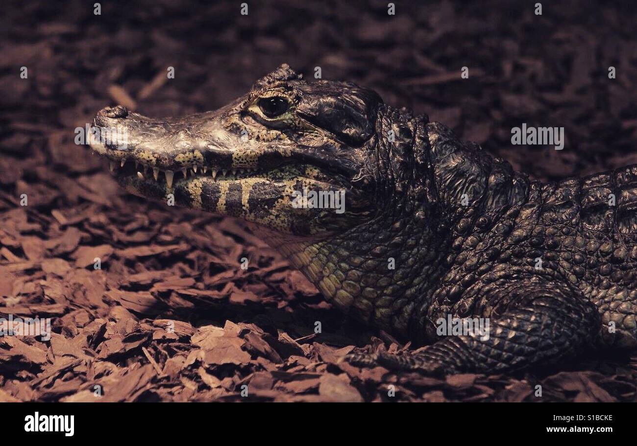 Crocodiles scales hi-res stock photography and images - Alamy