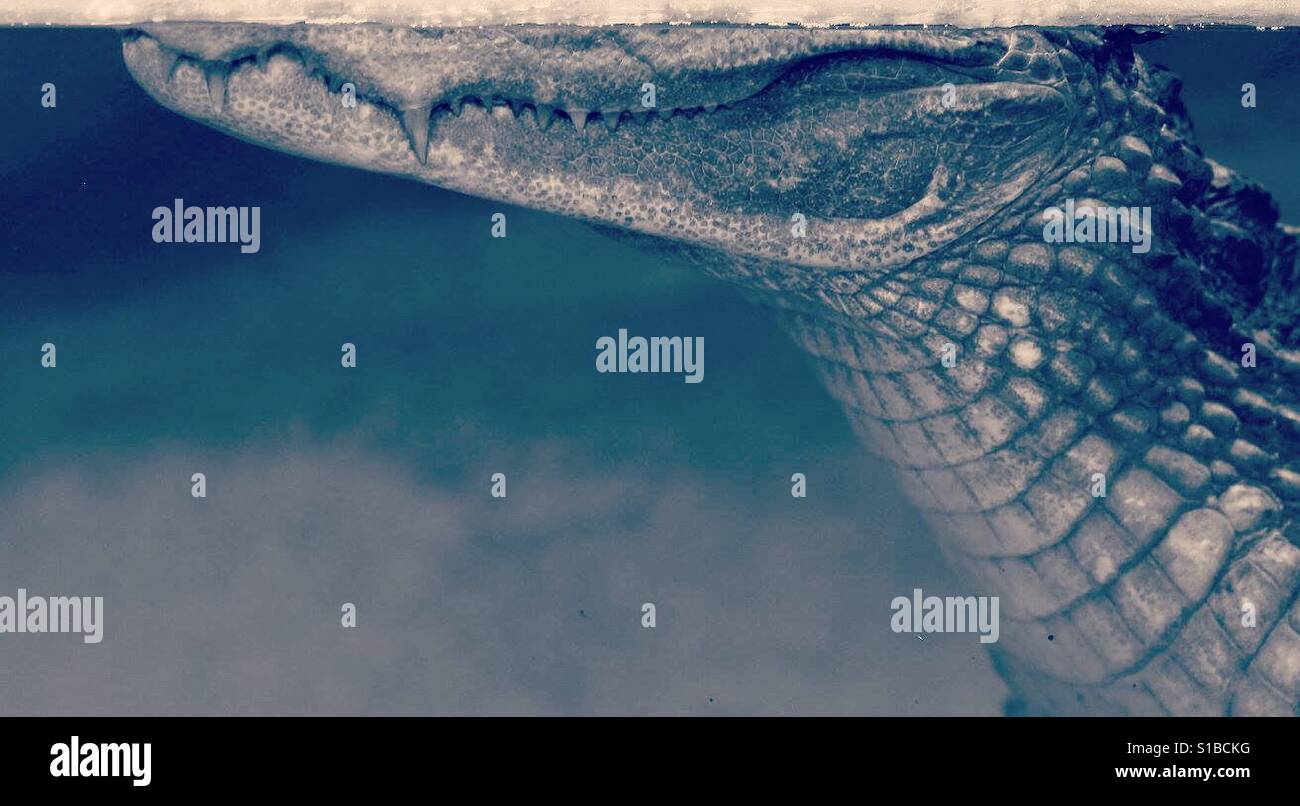 Crocodiles scales hi-res stock photography and images - Alamy