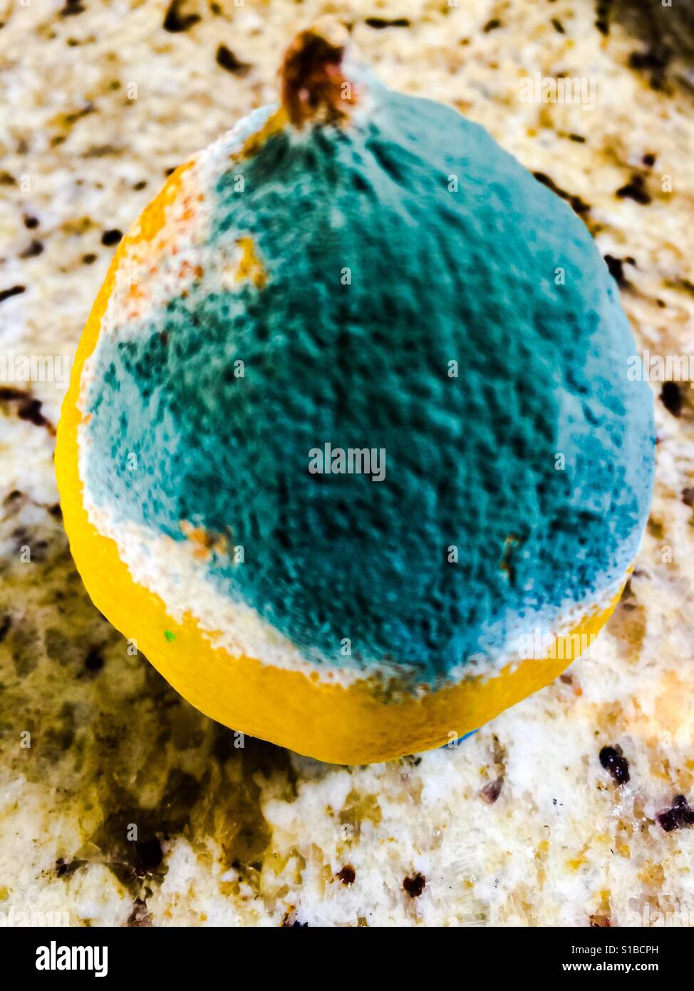 Lemon with mould Stock Photo - Alamy