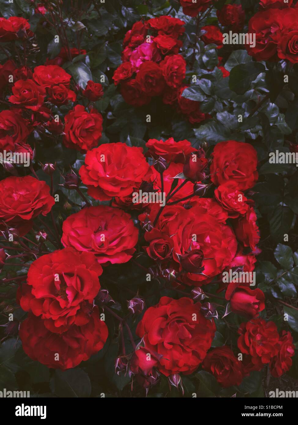 Portland rose test garden hi-res stock photography and images - Alamy