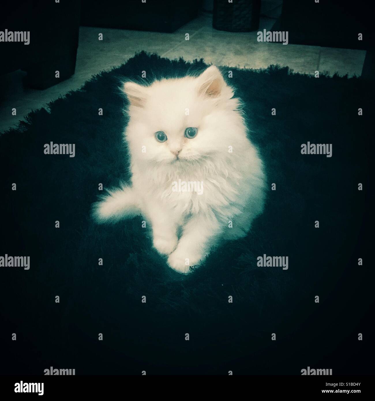 Confused kitty hi-res stock photography and images - Alamy
