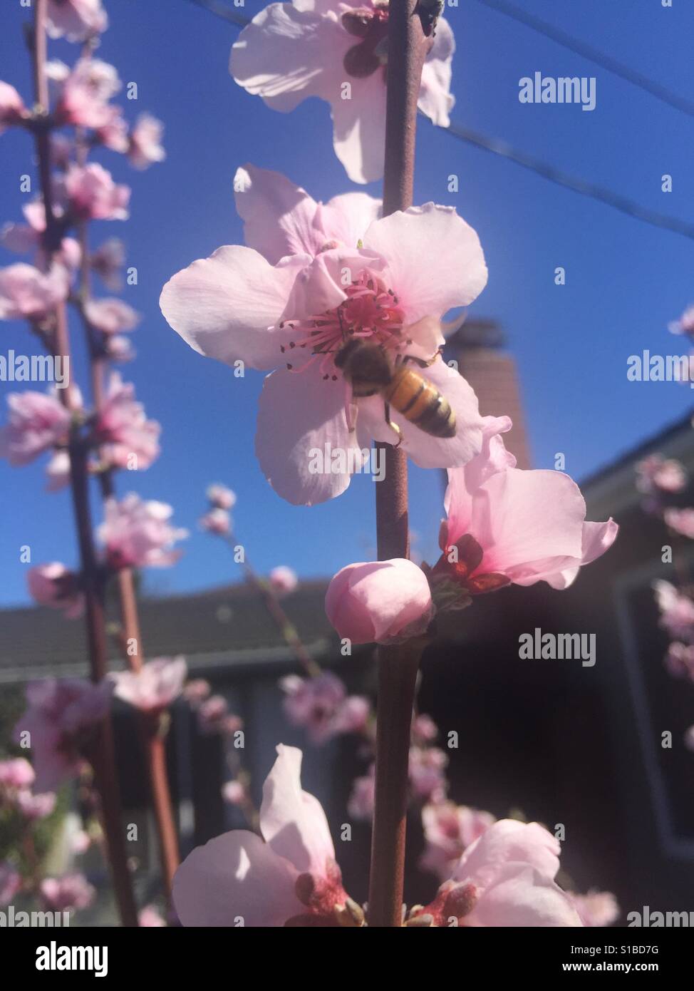 Peach flower bee hi-res stock photography and images - Alamy