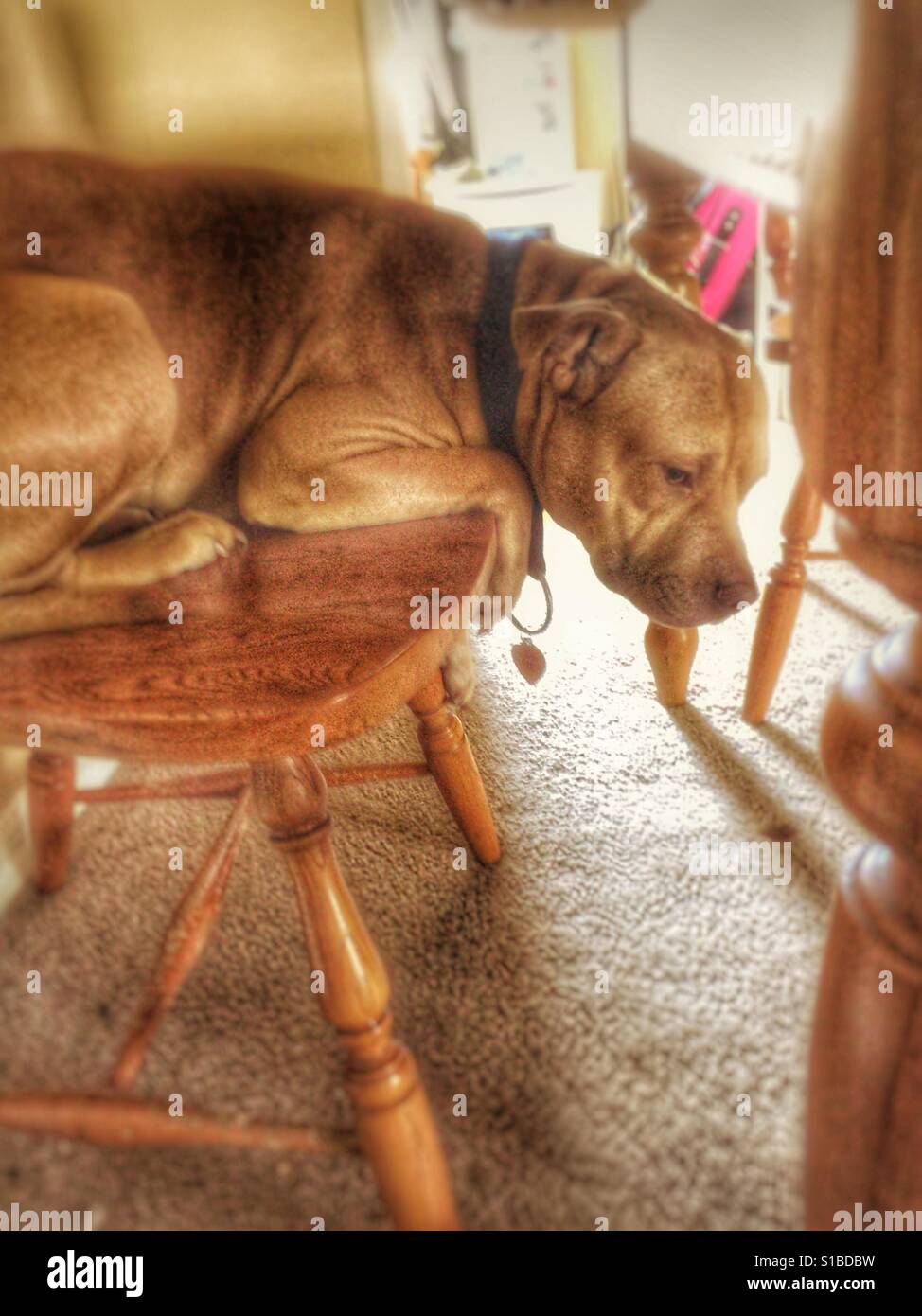 Kano house hi-res stock photography and images - Alamy