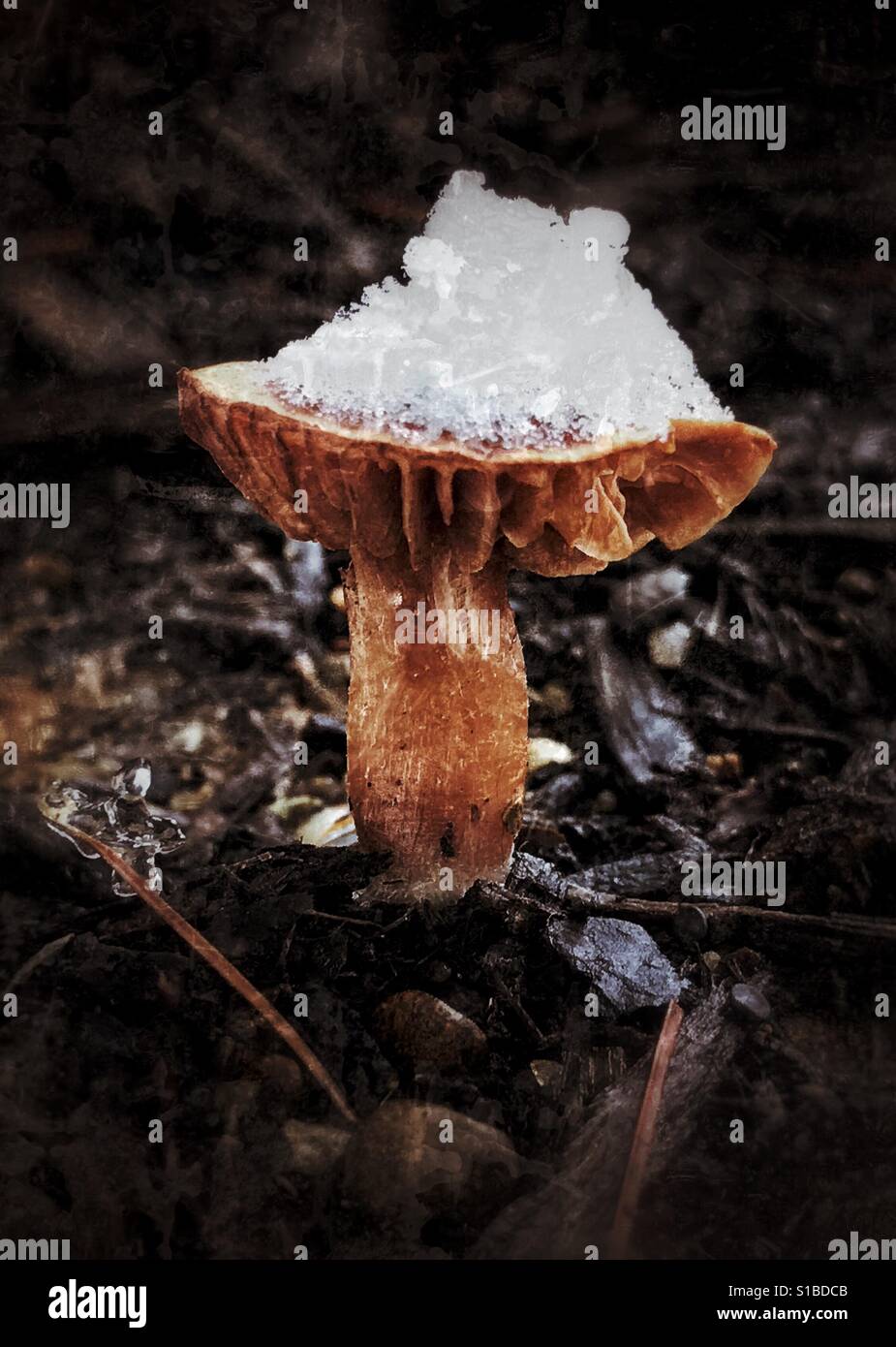 Closeup of mushroom hi-res stock photography and images - Alamy